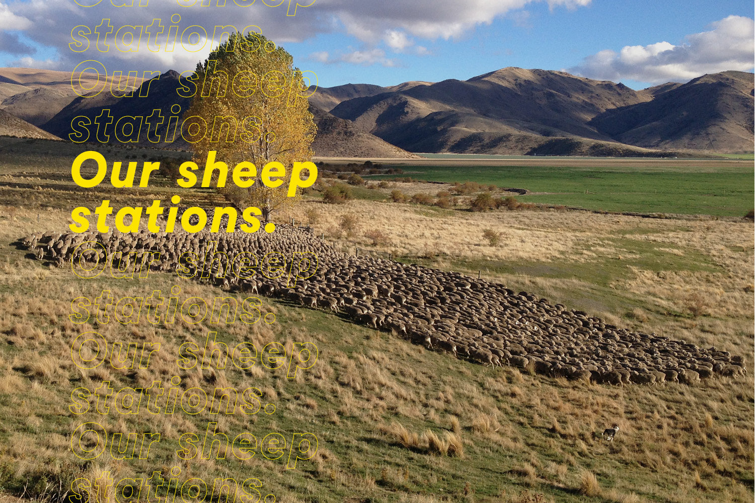 Our sheep stations. – Sheep Inc