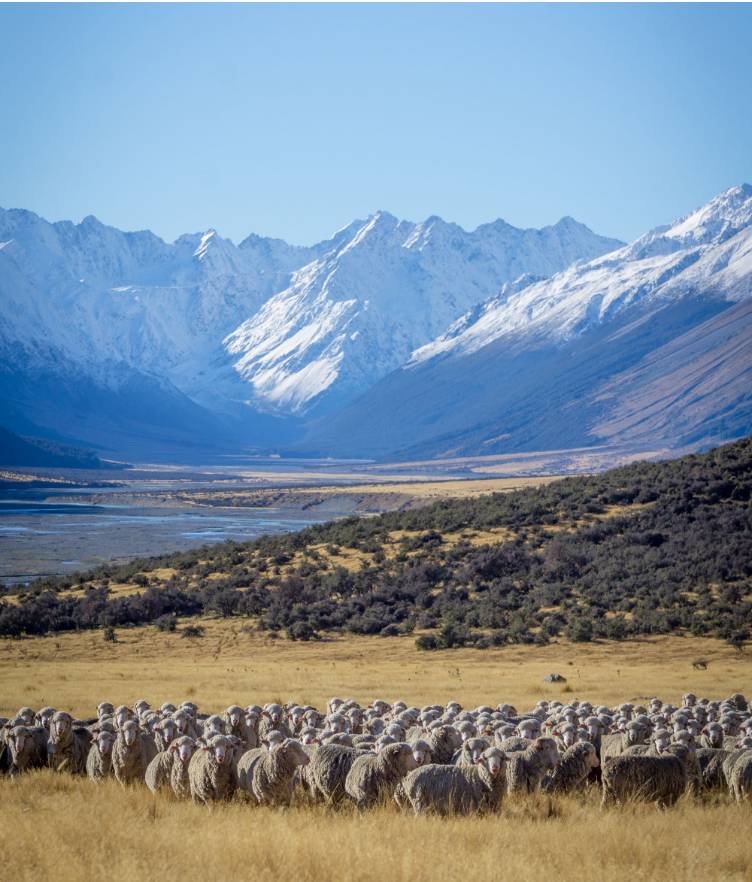 Sheep Inc. - Masters of Merino Wool Knitwear